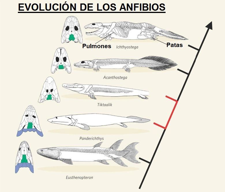 ANIMALES EDUCA: ANFIBIOS