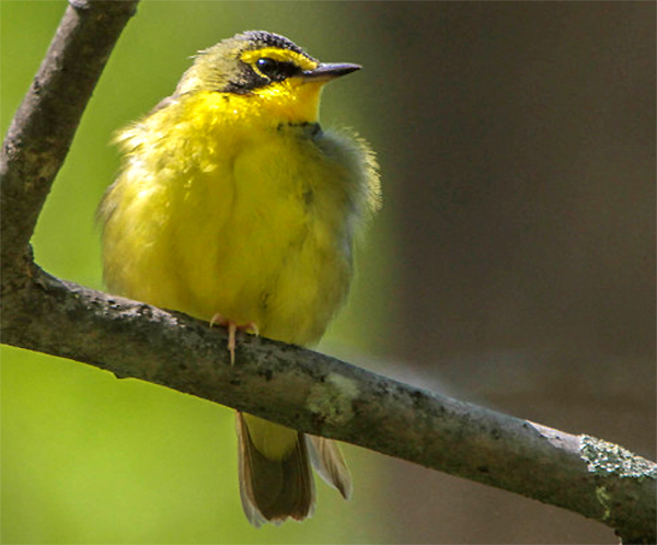 Bellas Aves de El Salvador: Geothlypis formosa ( chipe cachete negro o ...