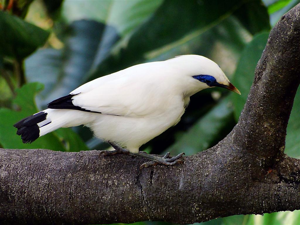 Flora & Fauna: Hewan-hewan Asli (Khas) bangsa Indonesia
