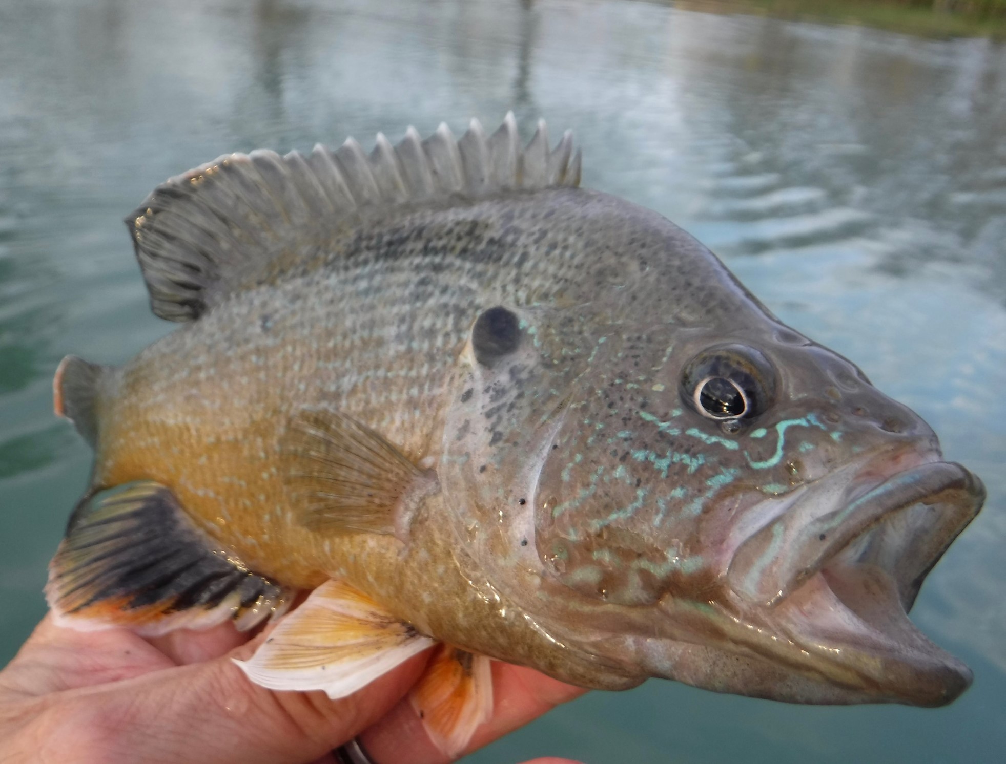 Green Sunfish