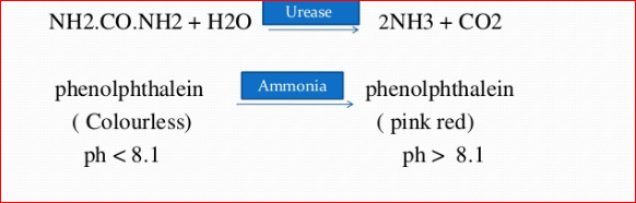 Urease Test