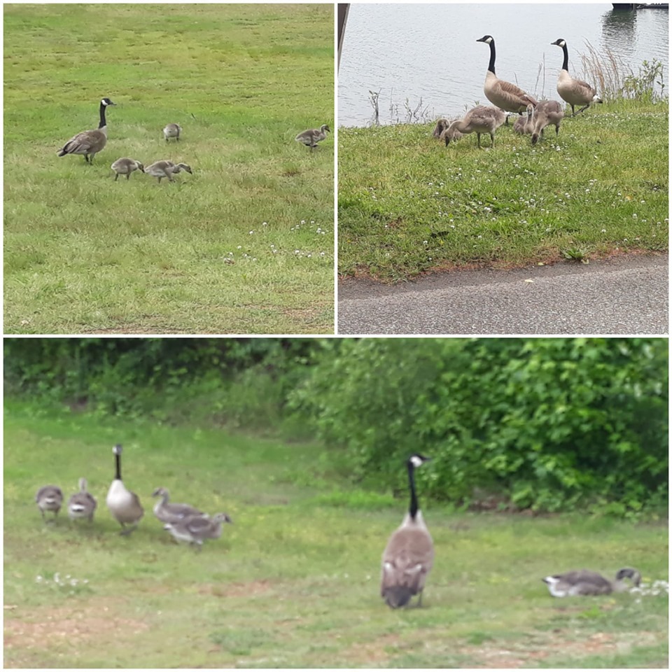 Paris Landing Tourism League: Bring Your Camera To The Park