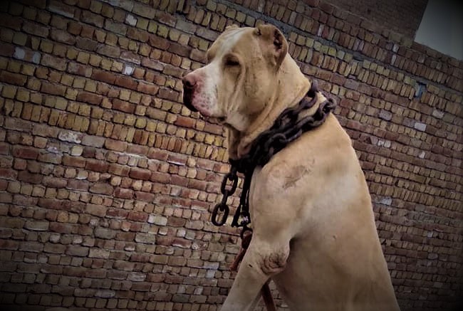 Bully Kutta dog history, breed information, description, personality ...