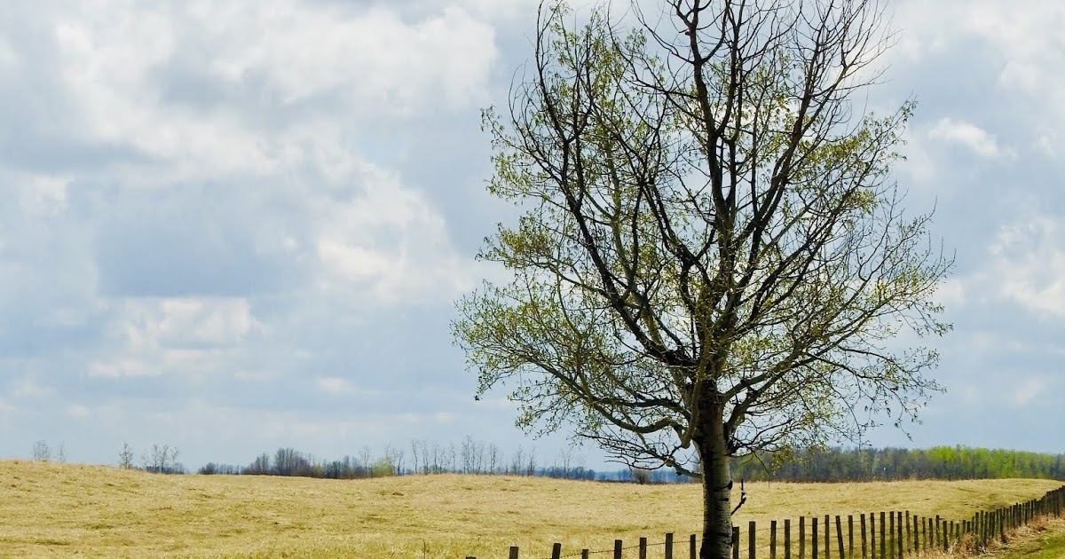 The view from here: Spring in my part of Alberta