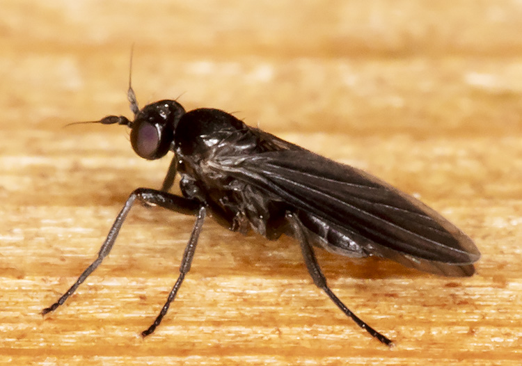More flies from 2015 | Naturally