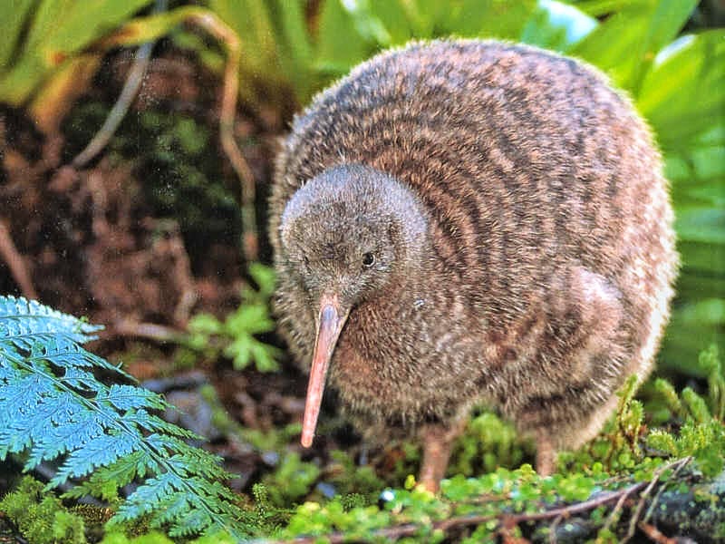 KIWI BIRD photos - wallpapers | the fun bank