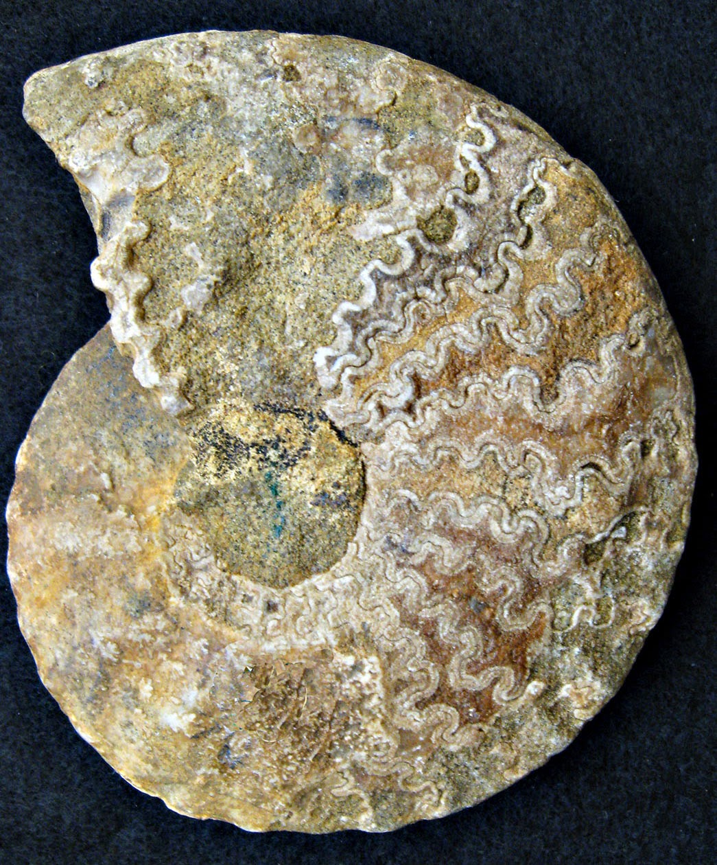 PALEO & GEO TOPICS: Comments by R. L. Squires: Ammonite sutures