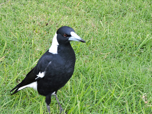 Birding - Tweed Heads - Australia: Tweed Bird List with Photos