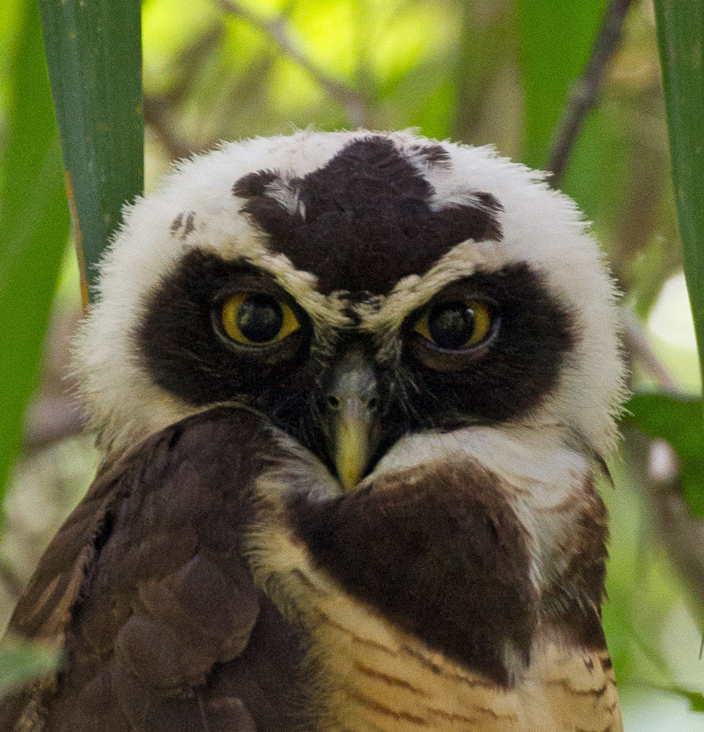 Philly Bird Nerd : Owls!