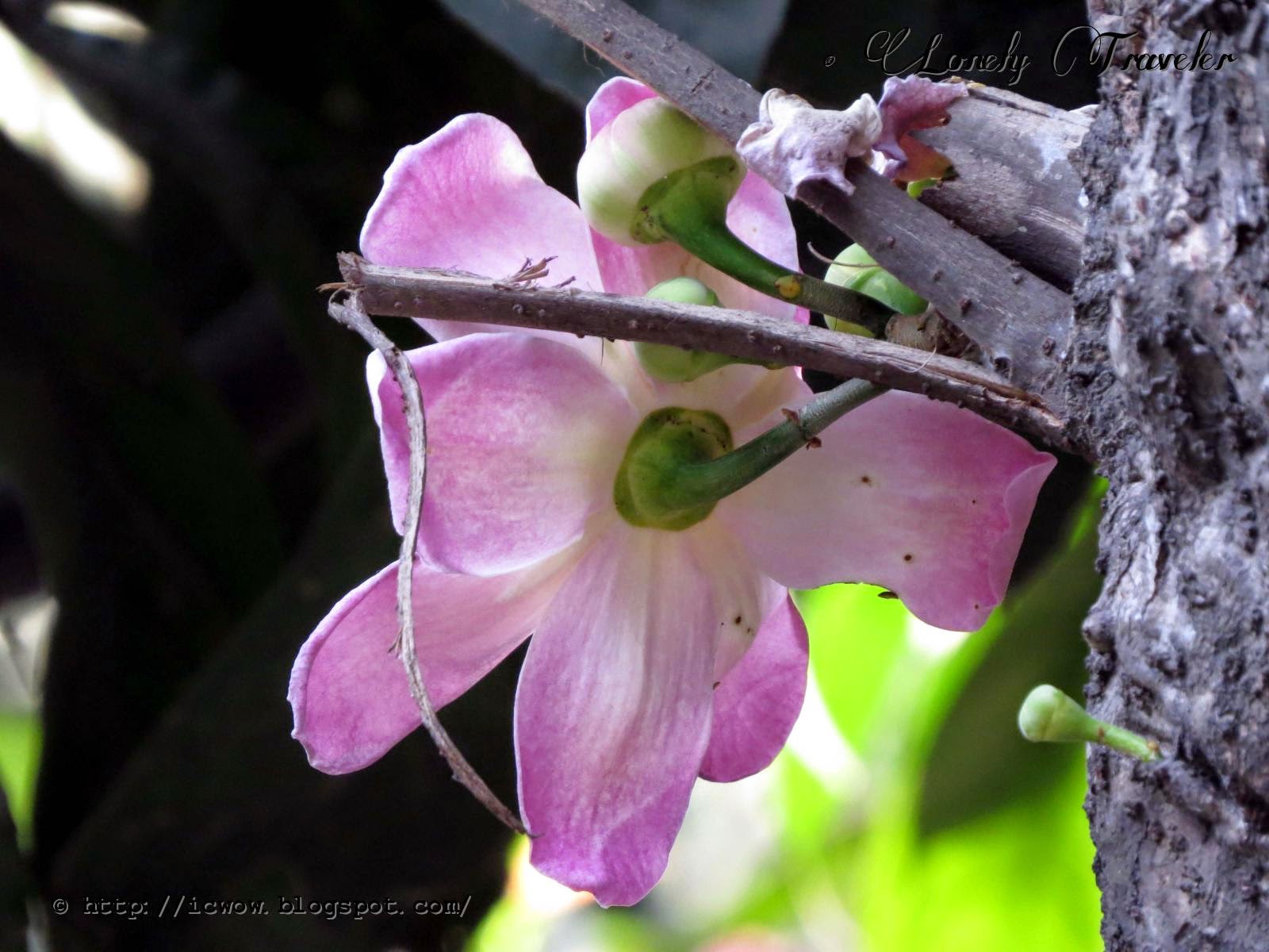 Majestic Heaven Lotus - Gustavia augusta