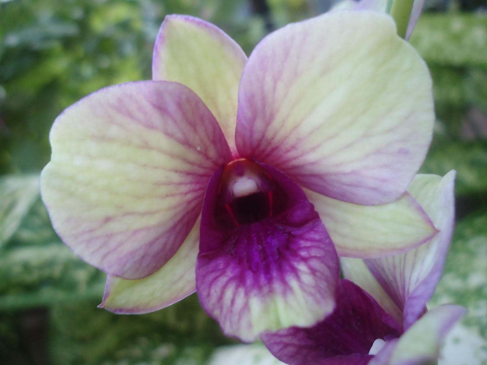 Wallpaper Bunga Anggrek Dendrobium Kuning - Rumah Daun Muda