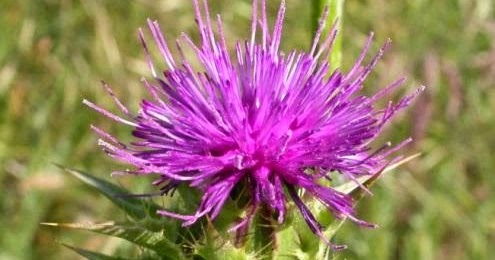 Boererate.com: Melkdissel gebruik as behandeling vir Cushing-siekte