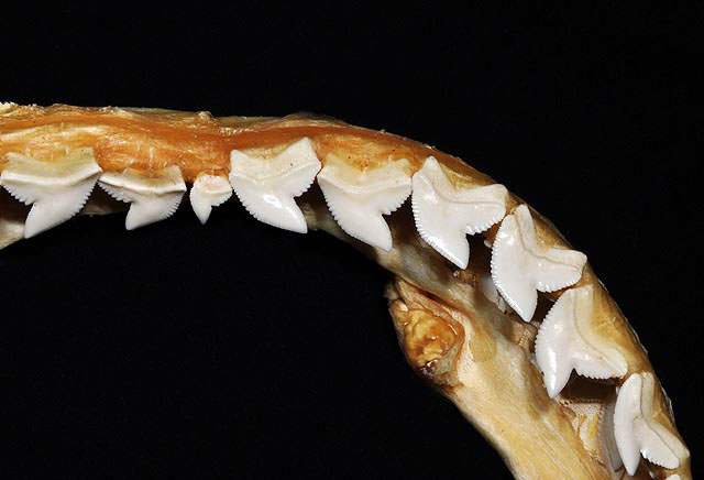20 Interesting Facts About Tiger Sharks 20-interesting-facts-about-tiger-sharks
