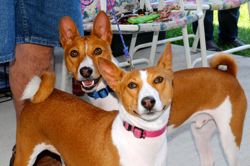 Basenji Rescue and Transport Blog: 2016 Basenji Fun Day