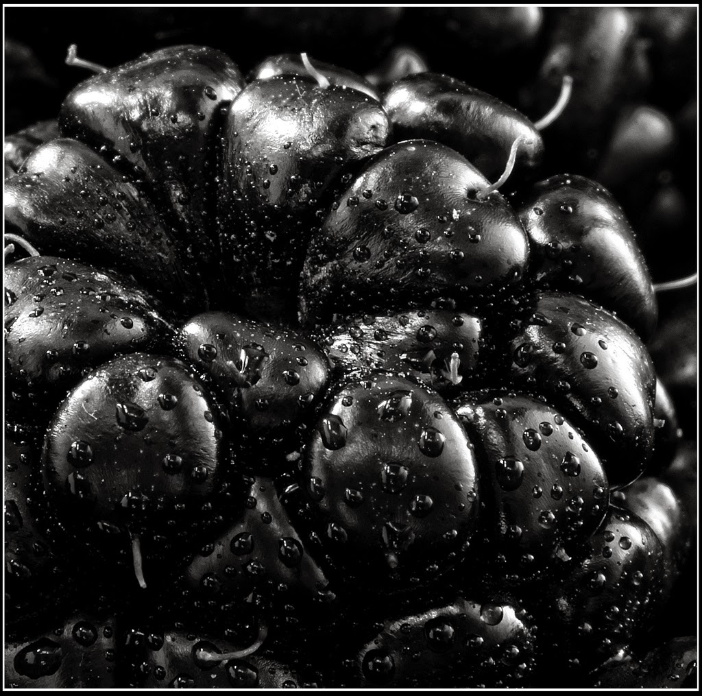 Species of UK: Week 31: Bramble (‘Rubus fruticosus’)