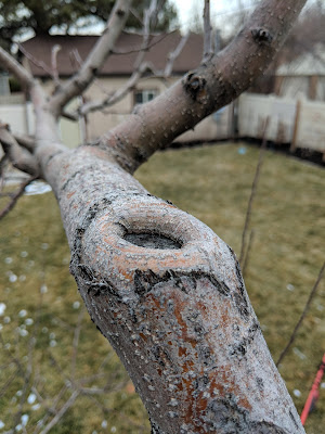 Fruit Tree Pruning at Its Best: Lesson 5: Basic Pruning Techniques