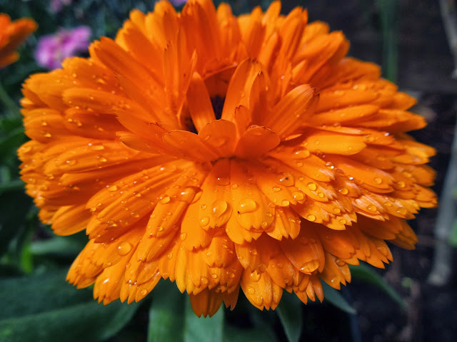 CALENDULAS todo el año - BOTÀNIC SERRAT