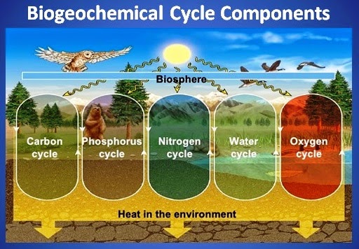 Thoughts to Promote Positive Action...: Biogeochemical Cycle Components