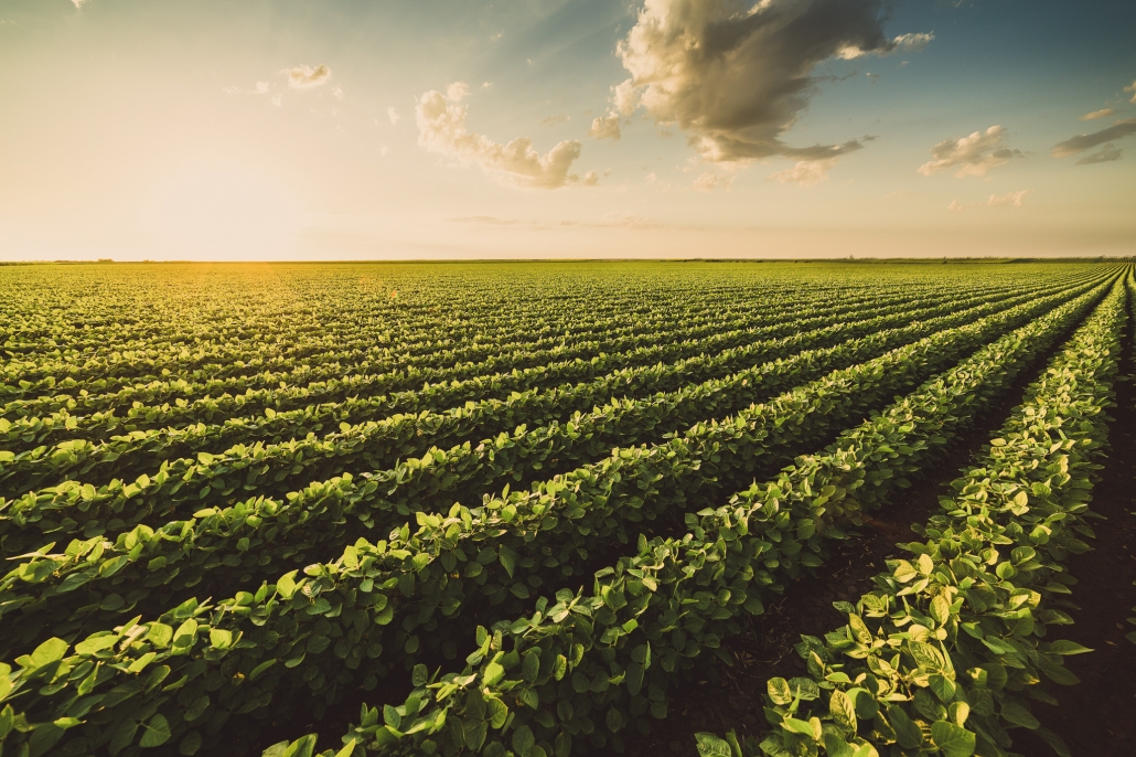 Soja no Brasil - Fox Press™