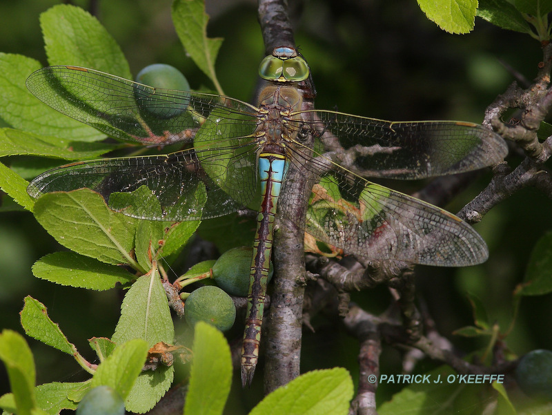 Raw Birds: LESSER EMPEROR DRAGONFLY (Anax parthenope) female, Poda ...