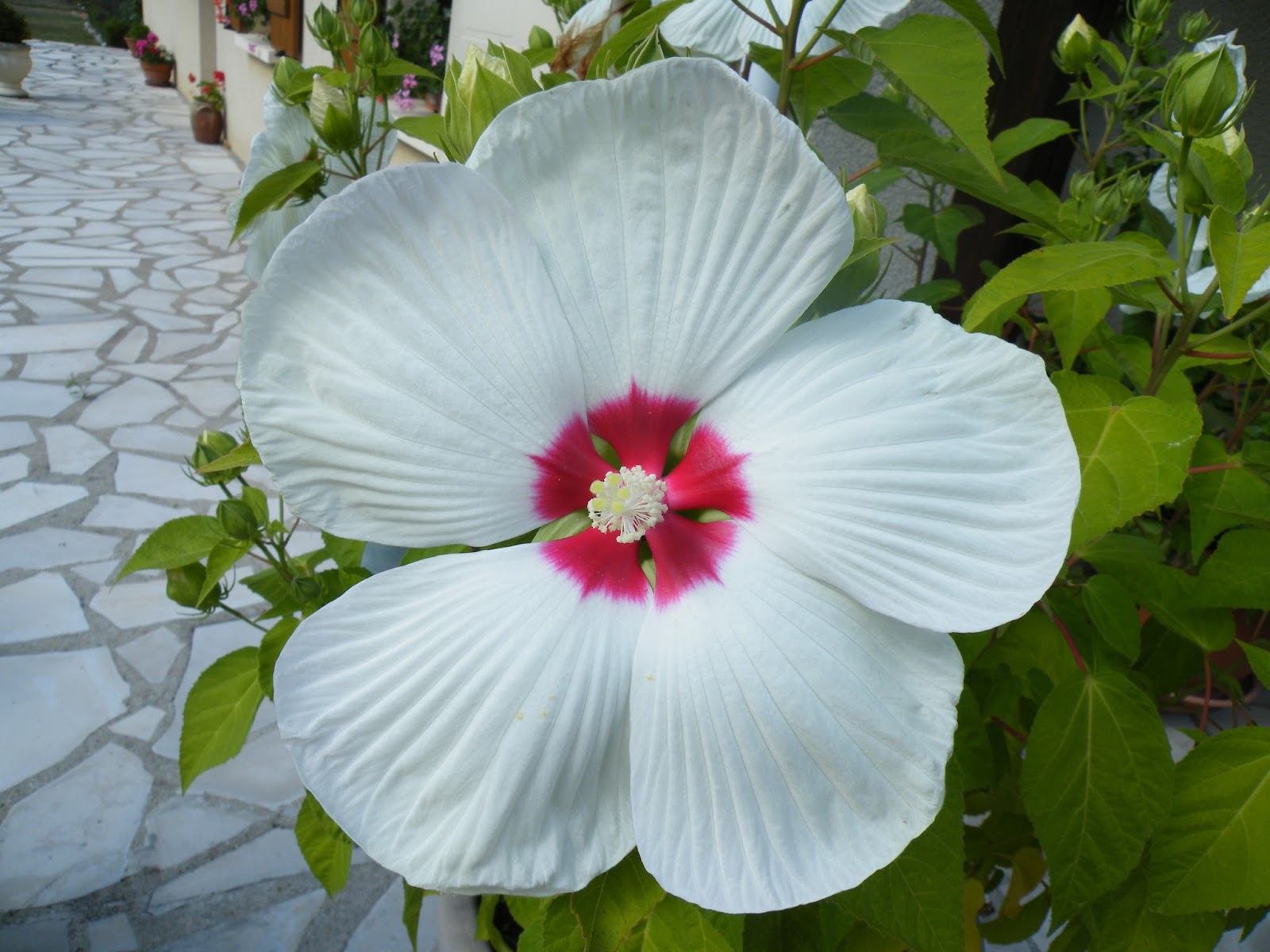 du-four-au-jardin-et-mes-dix-doigts: fleurs géantes...