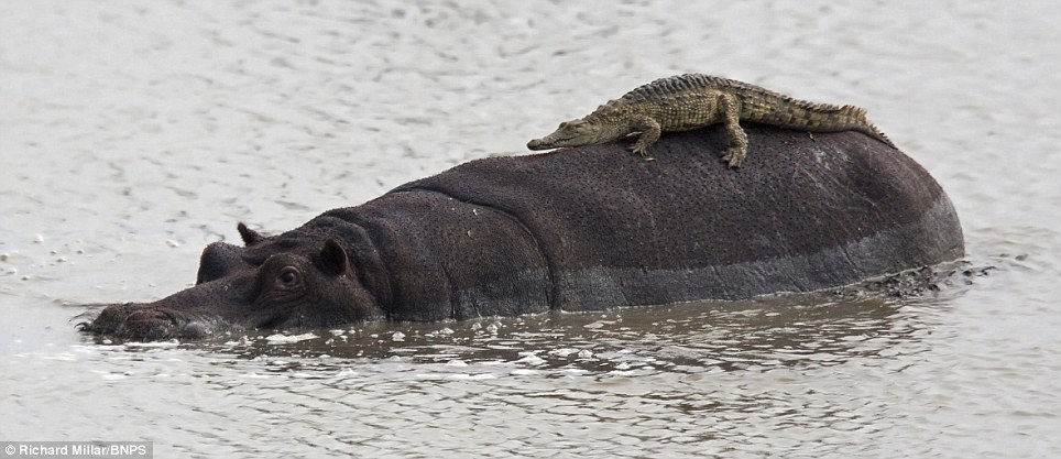 Baby crocodile riding hippo (2 pic) | Amazing Creatures
