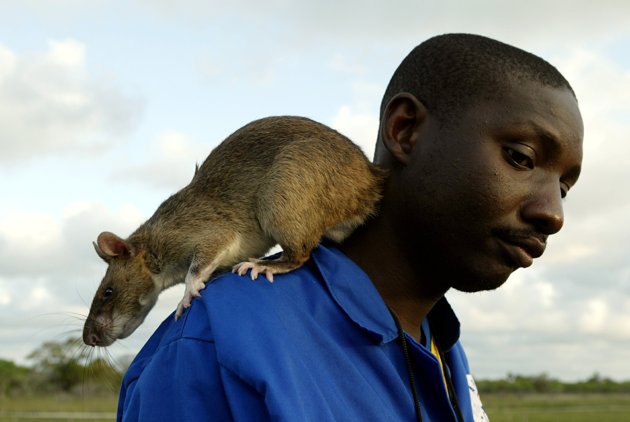 GordonGrice.com: More Hand-Wringing from Florida: Gambian Pouched Rats