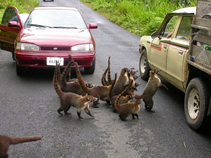 VOLCANES DE COSTA RICA: VOLCANES DE COSTA RICA
