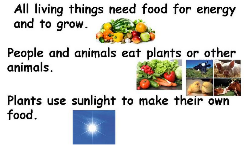 We are ready for Science 5th: Characteristics of living things.