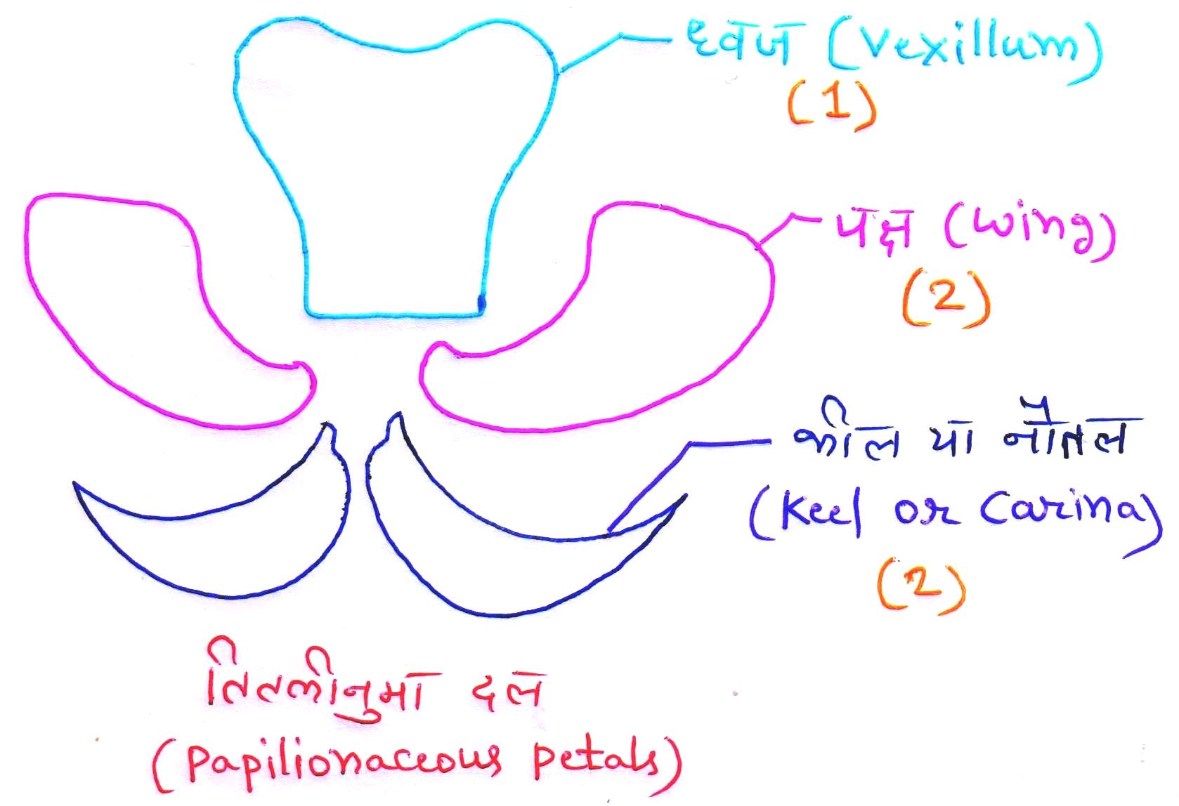 Urd Crop Improvement