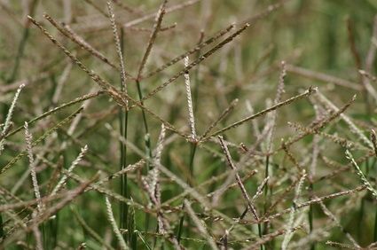 Haiku by Catbird: chicken feet