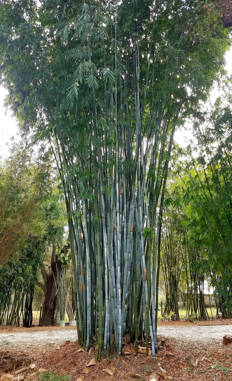 Welcome | Bamboo from Florida for Privacy & Beauty. Fast-Growing, Non ...