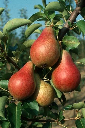 Golardefra: Variétés de poires