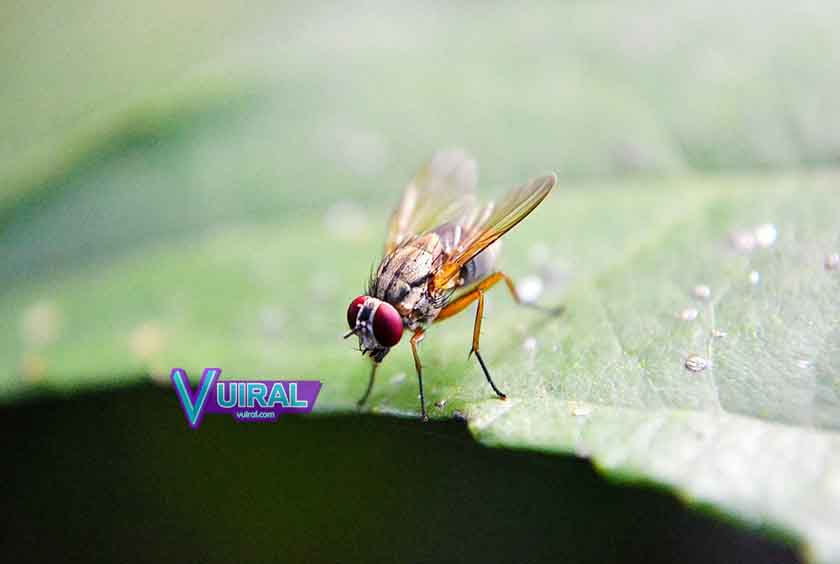 Pengertian Dan Contoh Simbiosis Parasitisme Beserta Gambarnya - Vuiral