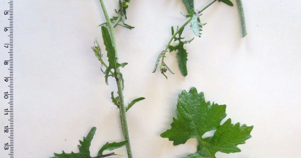 HERBARIO VIRTUAL DE BANYERES DE MARIOLA Y ALICANTE: Sisymbrium ...