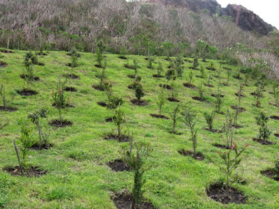 Ecoblog!: Agroecosistemas y plantaciones forestales... estado primario ...