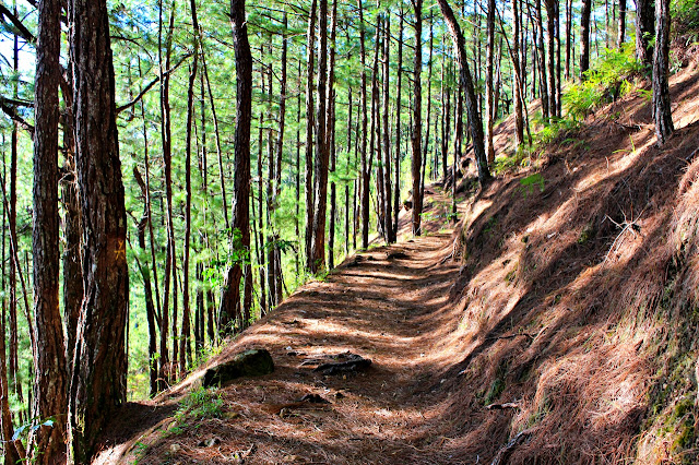 Following the Yellow Trail at Camp John Hay | Baguio - Nomadic Experiences
