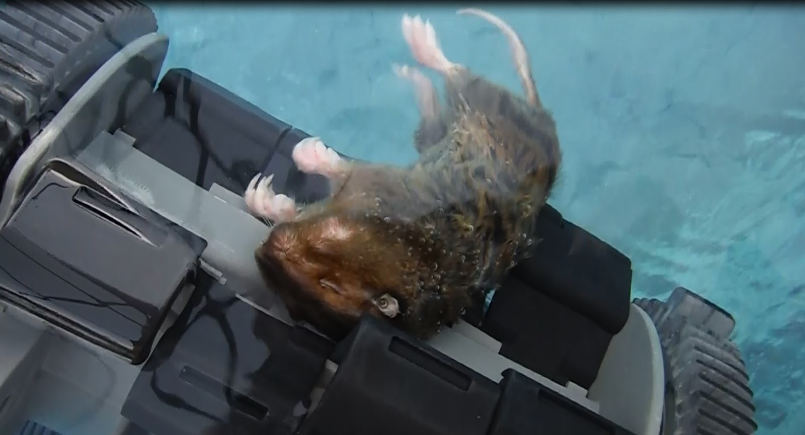 Swimming Pool Tips and Reviews: Dead Animal in the Pool