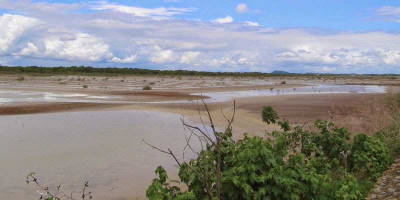 LOS MANGLARES DEL ESPAVE DE CHAME