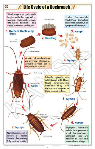 DO YOU KNOW? LIFE CYCLE OF COCKROACH #03