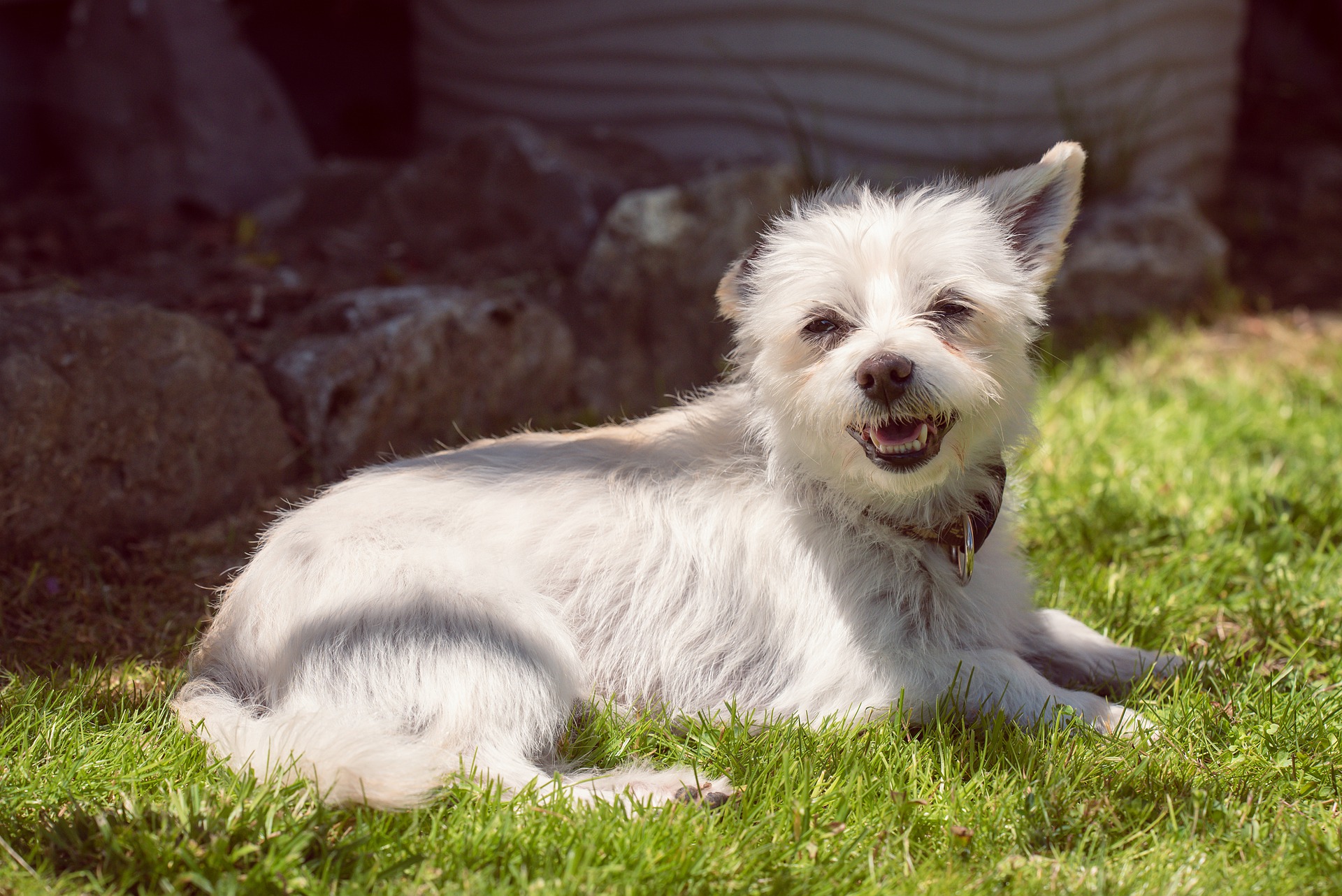 Cani: Informazioni sui cani Welsh Terrier
