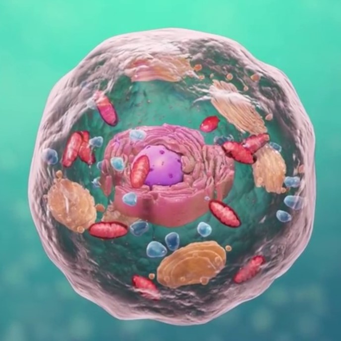 Sel - Definisi, Fungsi, dan Tipe | Works