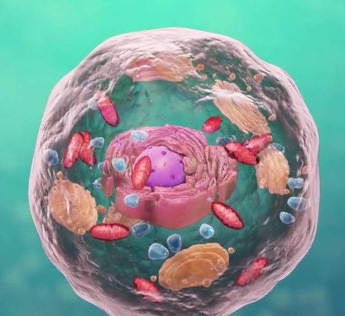 Sel - Definisi, Fungsi, dan Tipe | Works