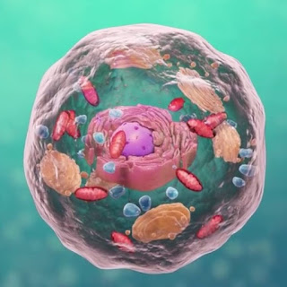 Sel - Definisi, Fungsi, dan Tipe | Works