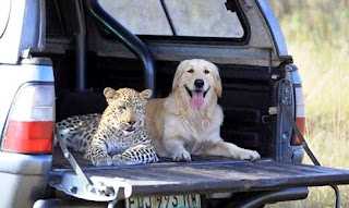 Animal Photo: Safari Amazing ! Beautiful Animal Safari pictures