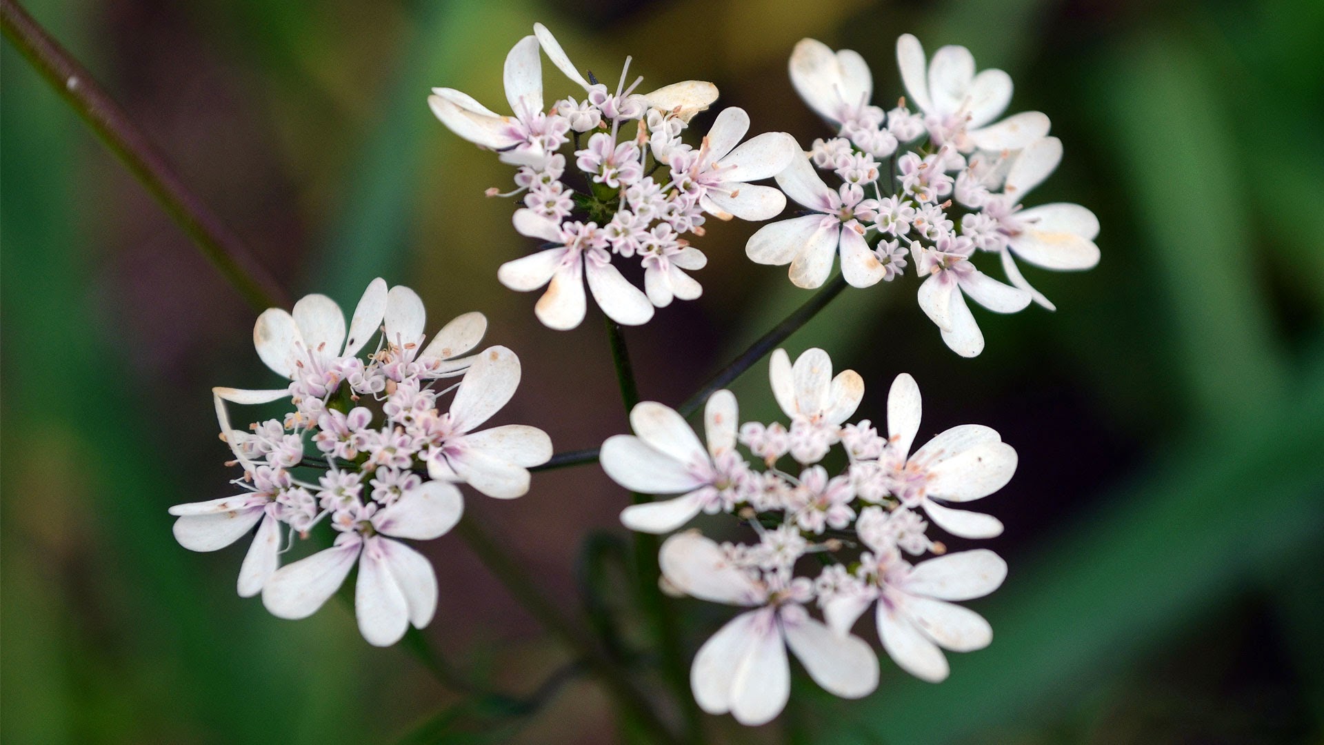 Dhaniya | Nepali Walls