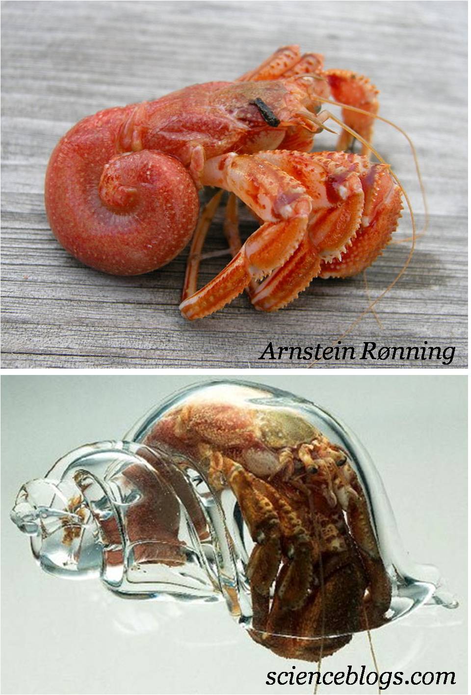 What Does A Hermit Crab Body Look Like at Christopher Carr-boyd blog