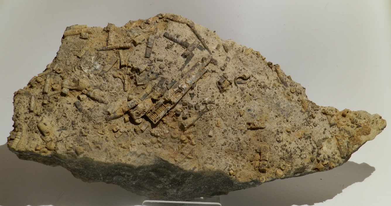 Ceci n'est pas une collection: ((( Encrinite / Crinoïdes