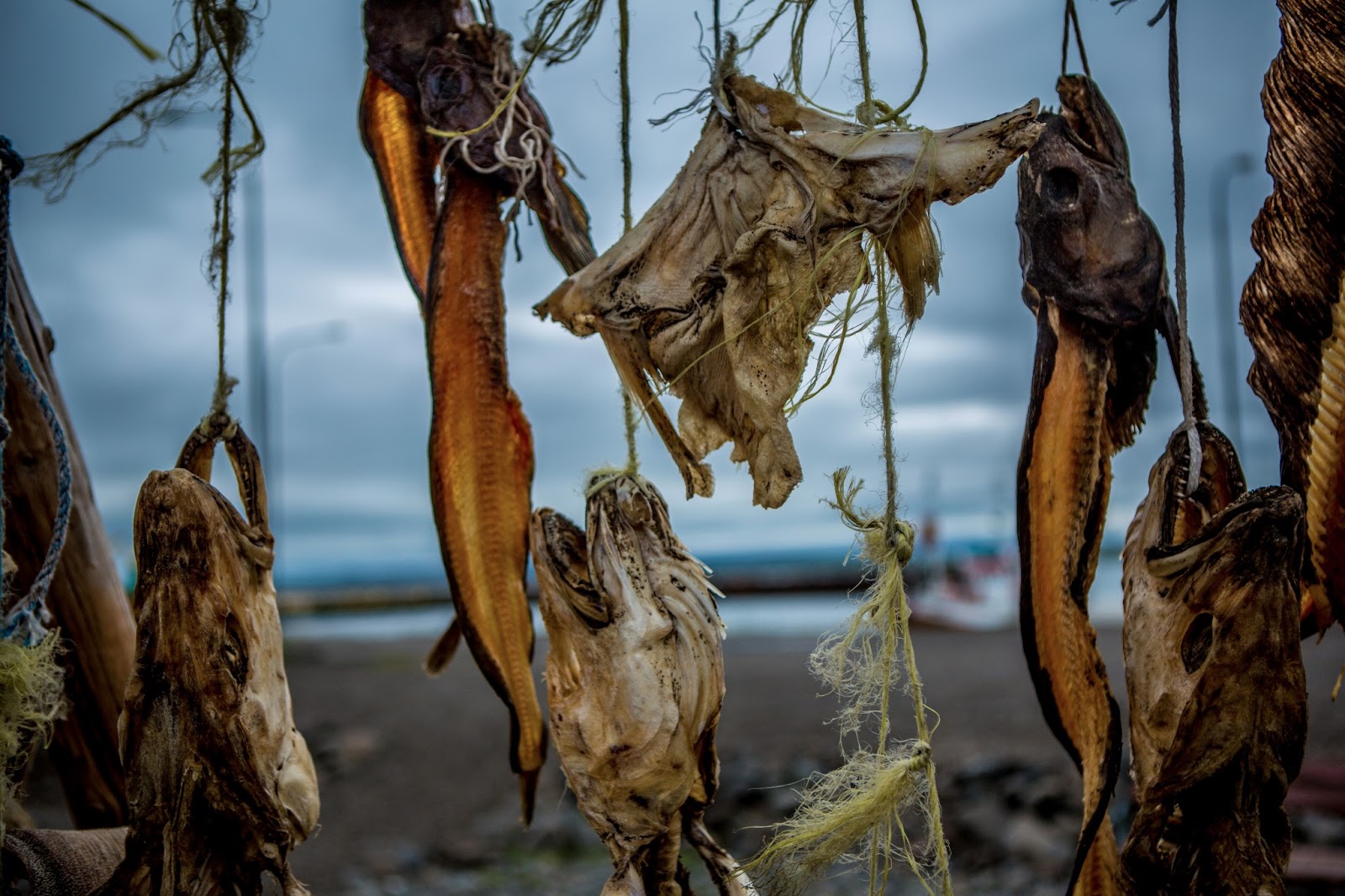 Tao Ruspoli's Blog: Fish Curing; Hvammstangi, Iceland
