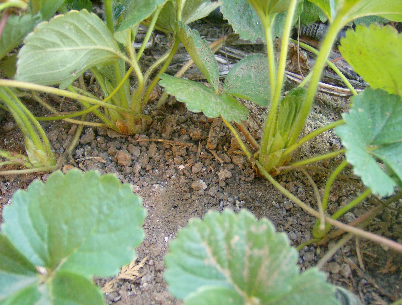 El huerto del Lopez: LA RECOGIDA DE ESTOLONES DE FRESAS